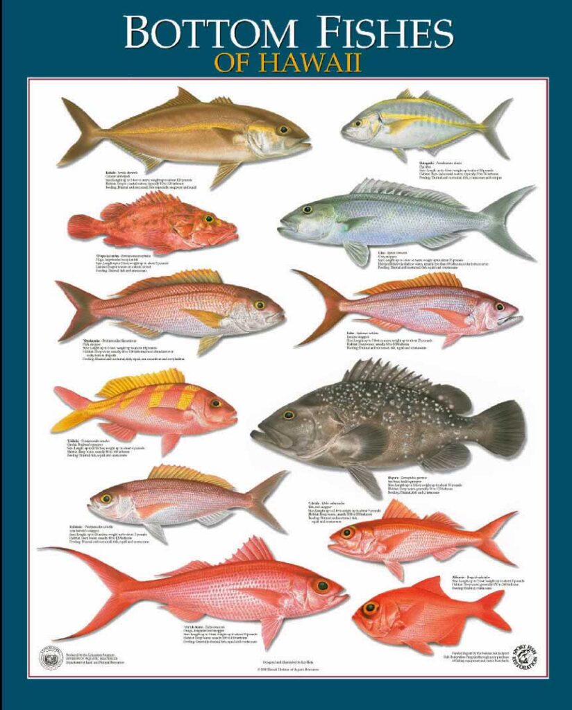 Bottom Fish Guide Http www hawaiibottomfishing